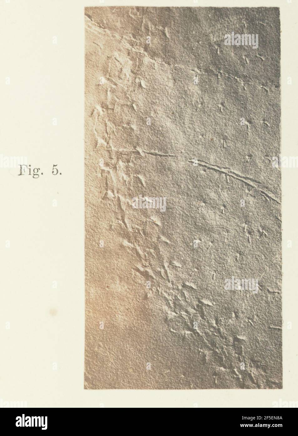 Plate 41. Figure 5. Unknown Stock Photo - Alamy