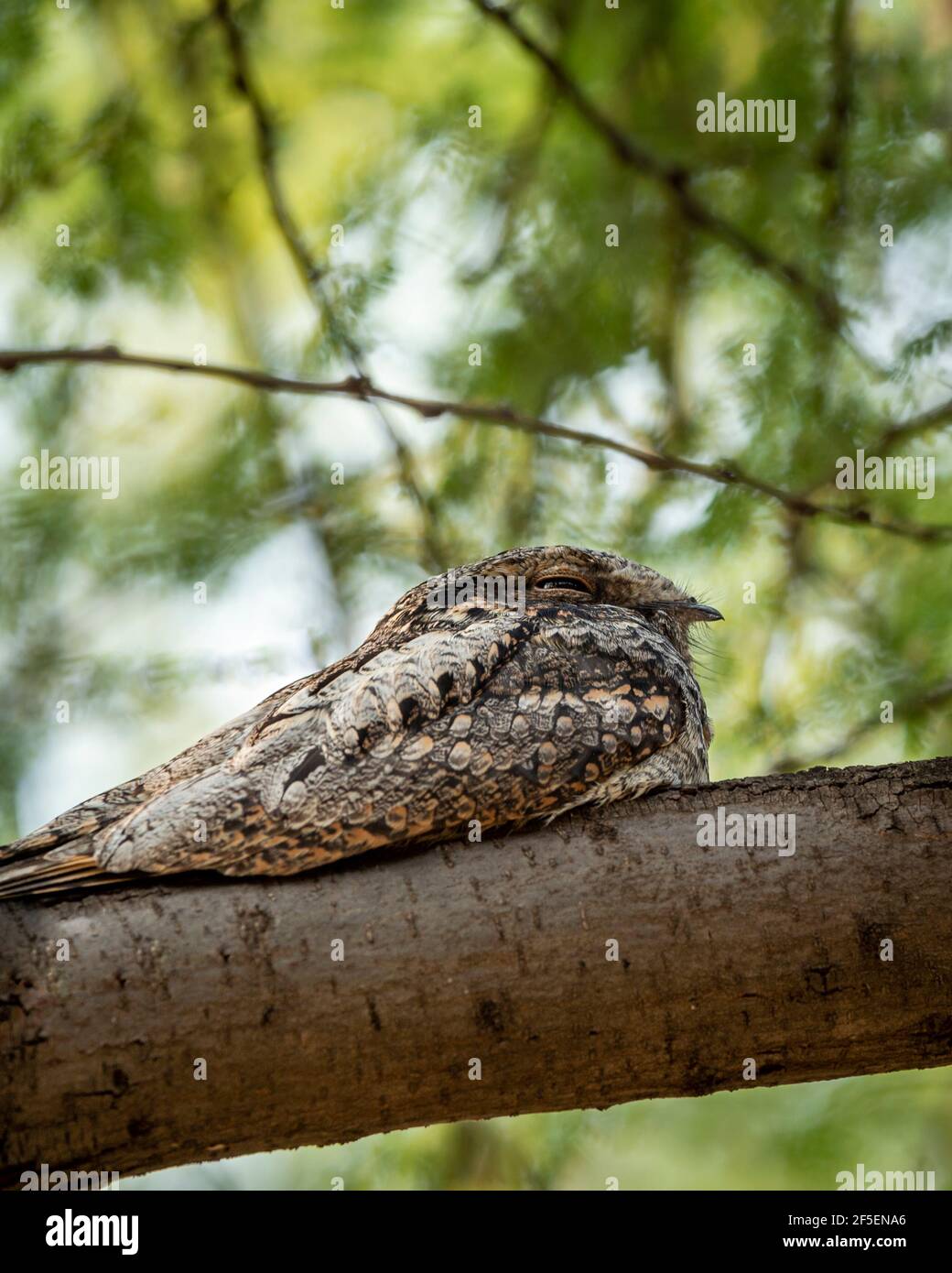 Indian nightjar hi-res stock photography and images - Alamy