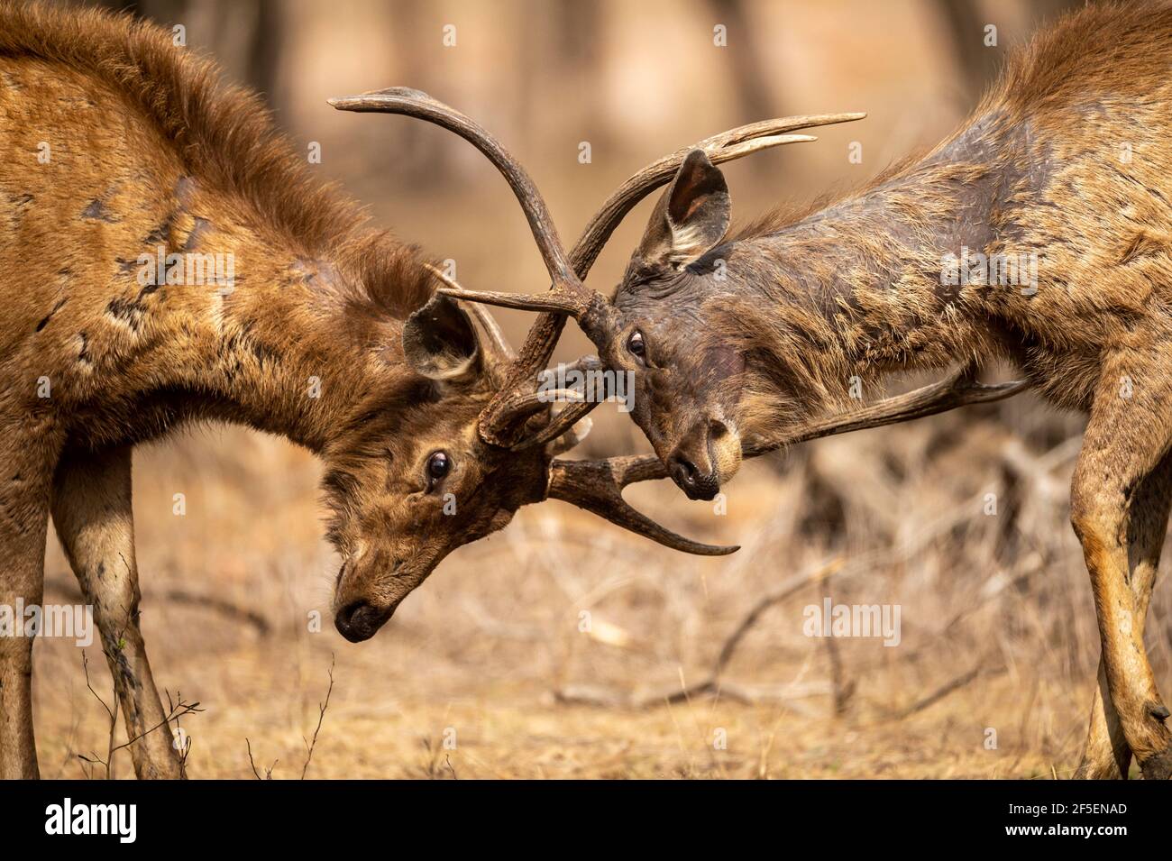 Two angry male Sambar deer in action fighting with their big long horns ...