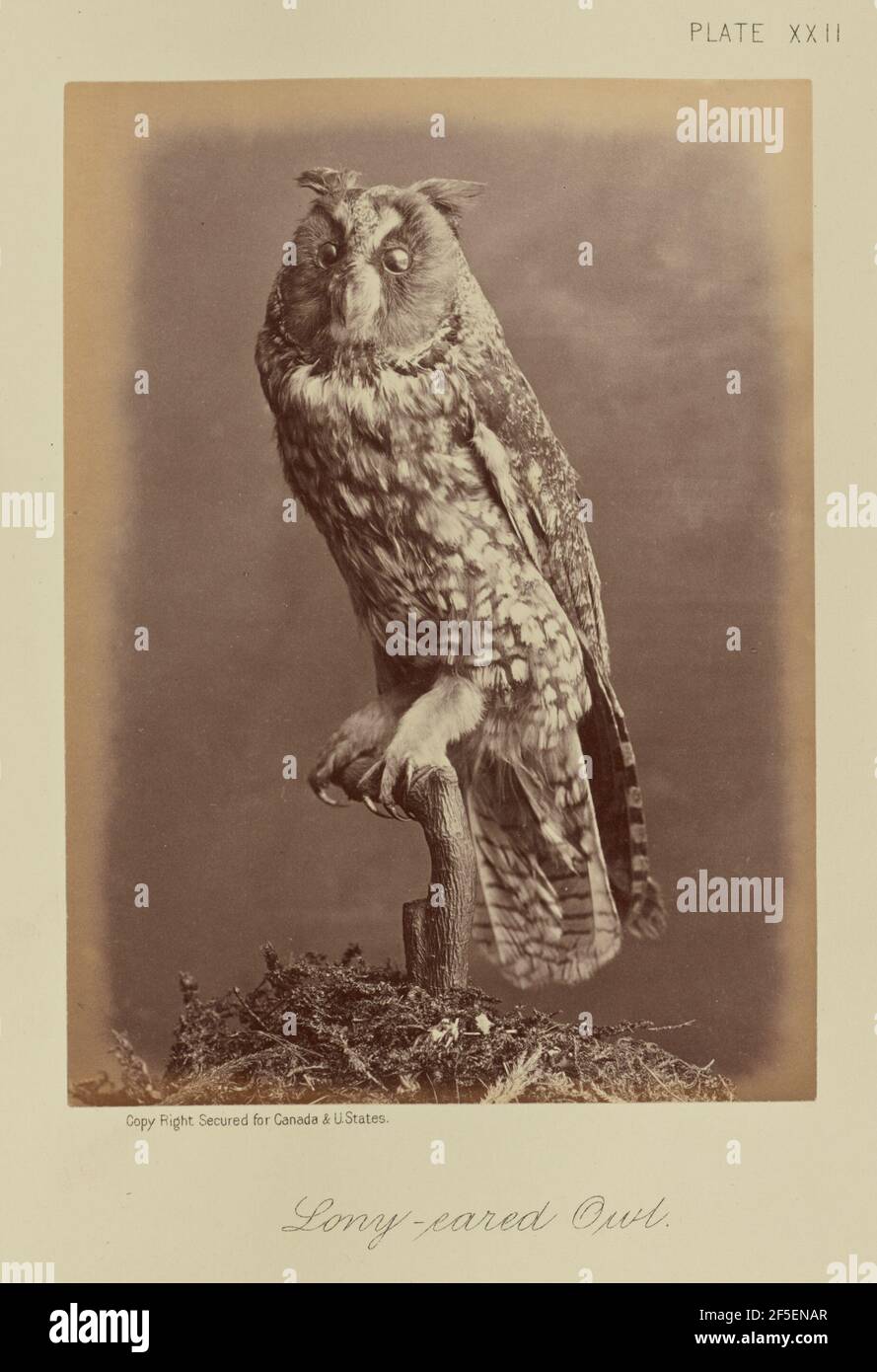 Long-eared Owl. William Notman (Canadian, born Scotland, 1826 - 1891 ...