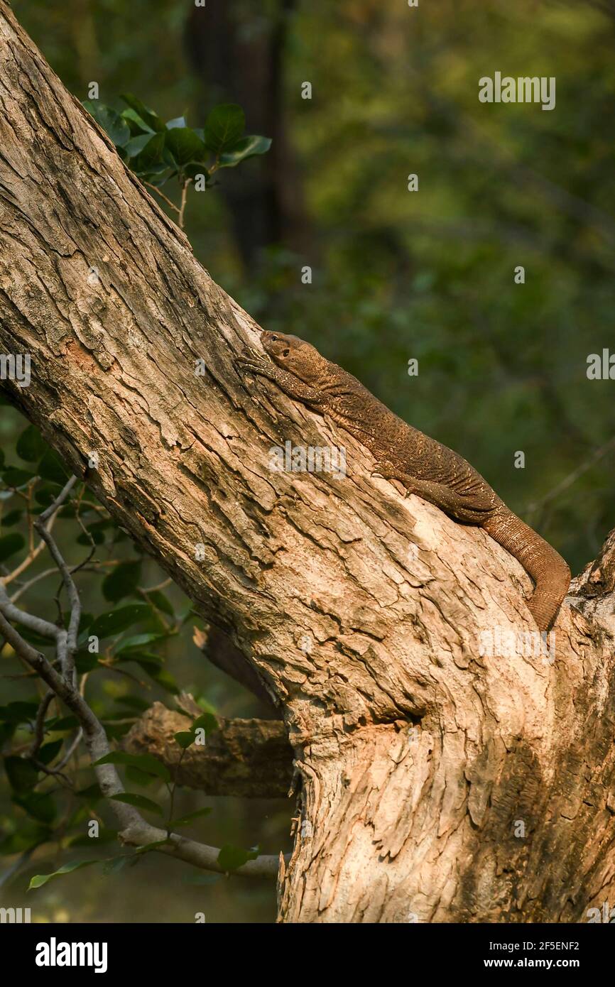monitor lizard or bengal monitor or common indian monitor or varanus ...