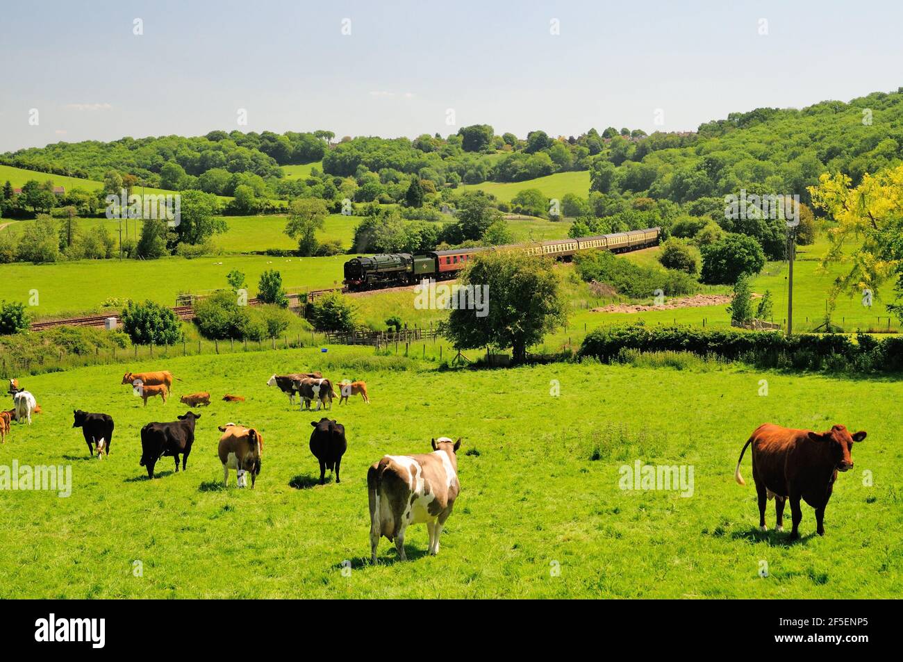 BR Standard class pacific No 70013 Oliver Cromwell passing a field of ...