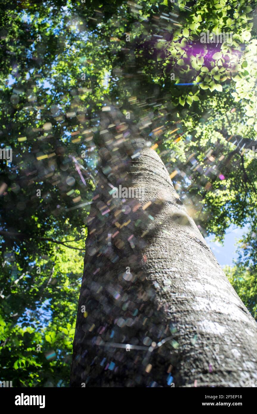 Sun rays pass through foliage trees. Lens flare and sun natural sunny ...