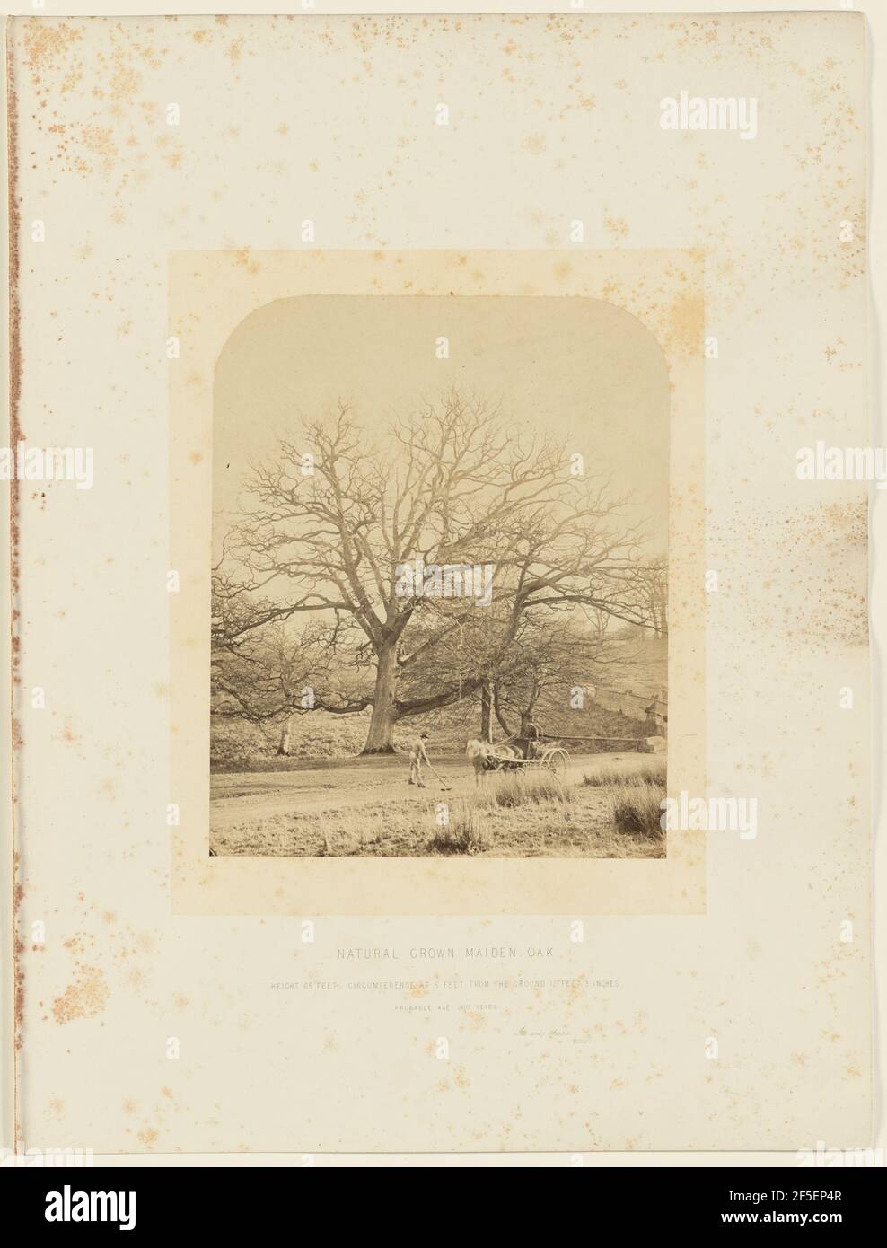 Natural Grown Maiden Oak Stock Photo - Alamy