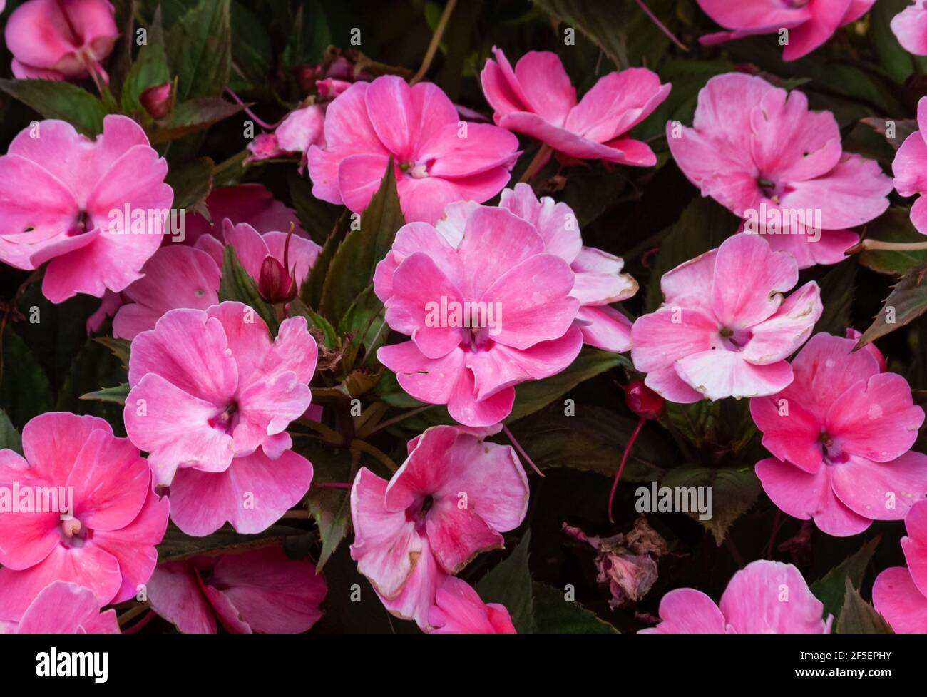 colorful pink impatiens flowers closeup garden setting Stock Photo - Alamy