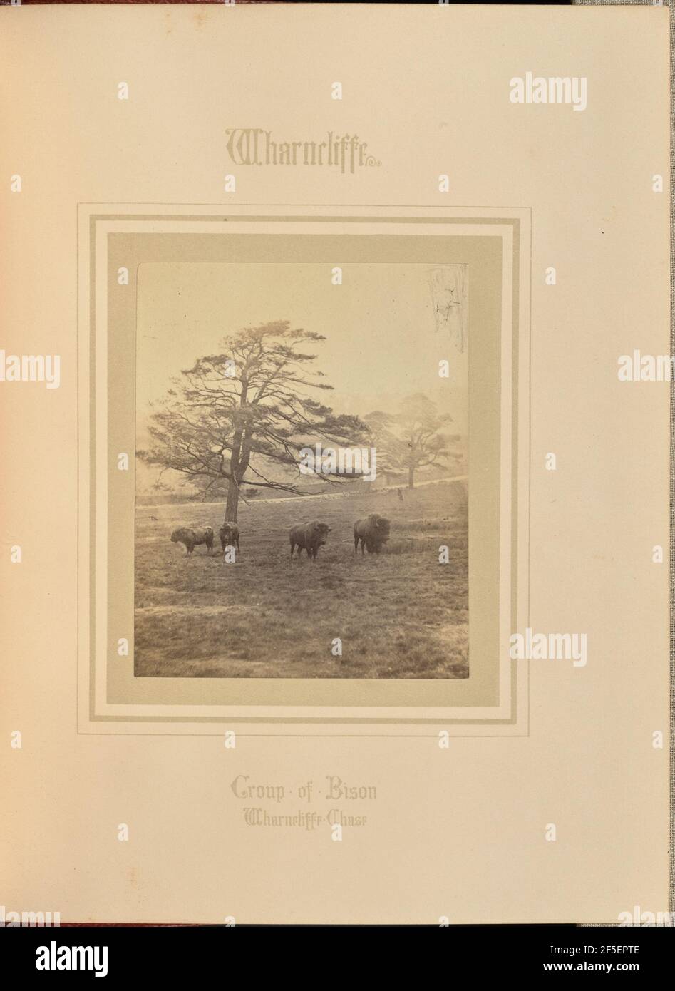 Group of Bison - Wharncliffe Chase. Theophilus Smith (British, active ...