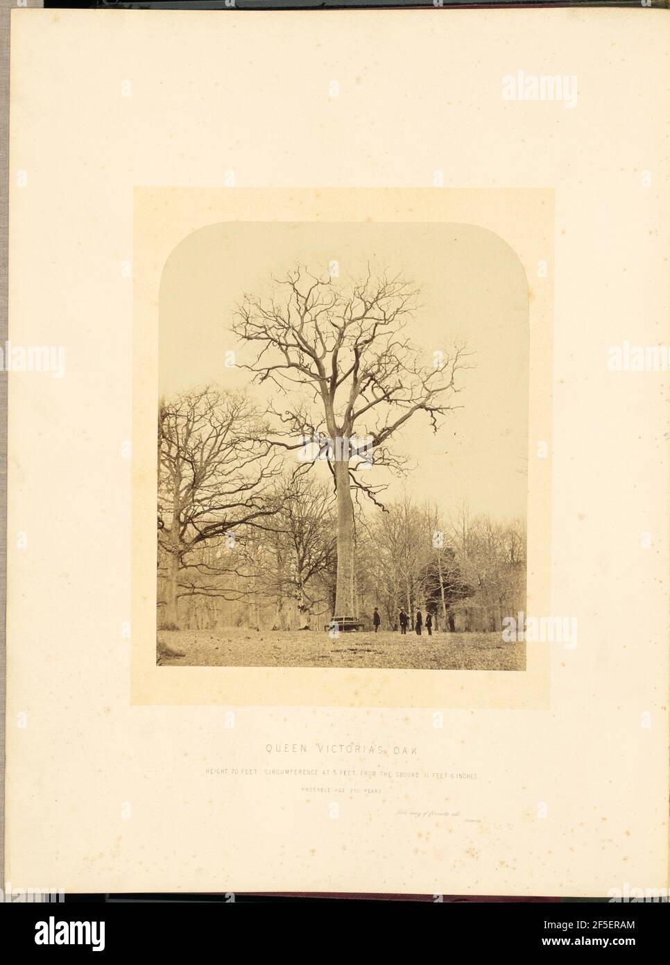 Queen victoria family tree hi-res stock photography and images - Alamy