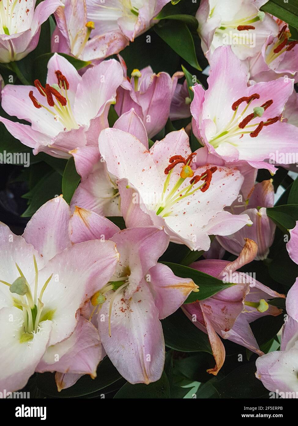 Beautiful blooming Lily flower in the greenhouse close-up Lilium plant ...
