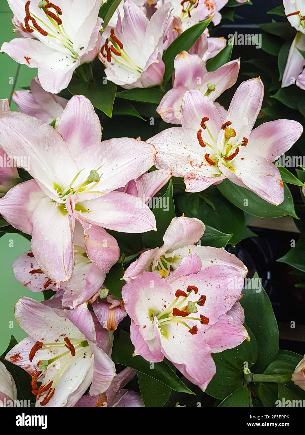 Beautiful blooming Lily flower in the greenhouse close-up Lilium plant ...
