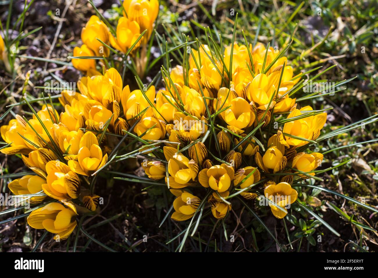 Beautiful spring background with close-up of a group of blooming yellow ...