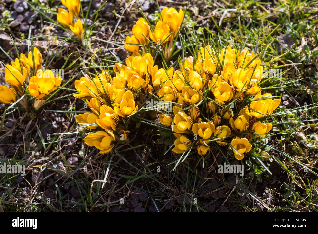 Beautiful spring background with close-up of a group of blooming yellow ...