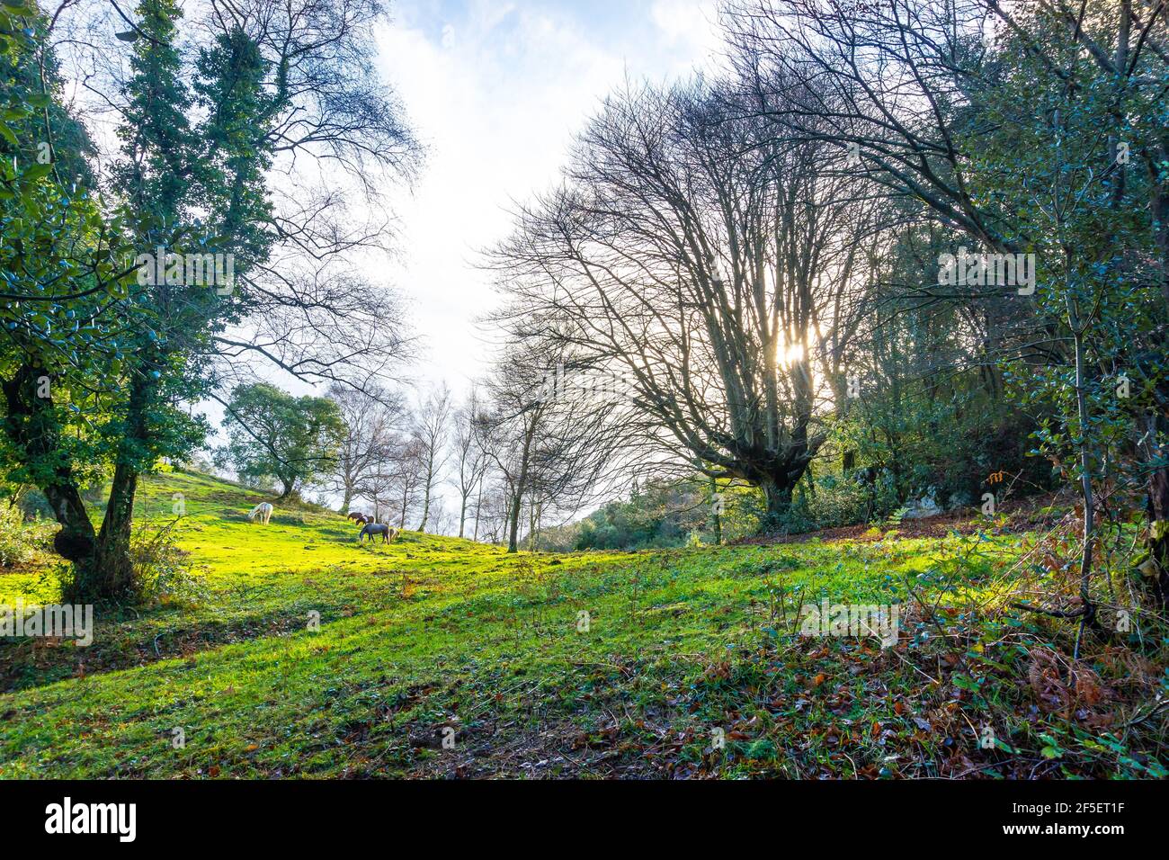 Natural view of trees and greenfields in the forest of Santa Cruz de ...