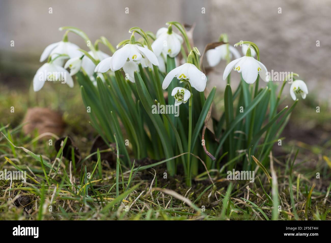 Snowdrop in forest hi-res stock photography and images - Alamy