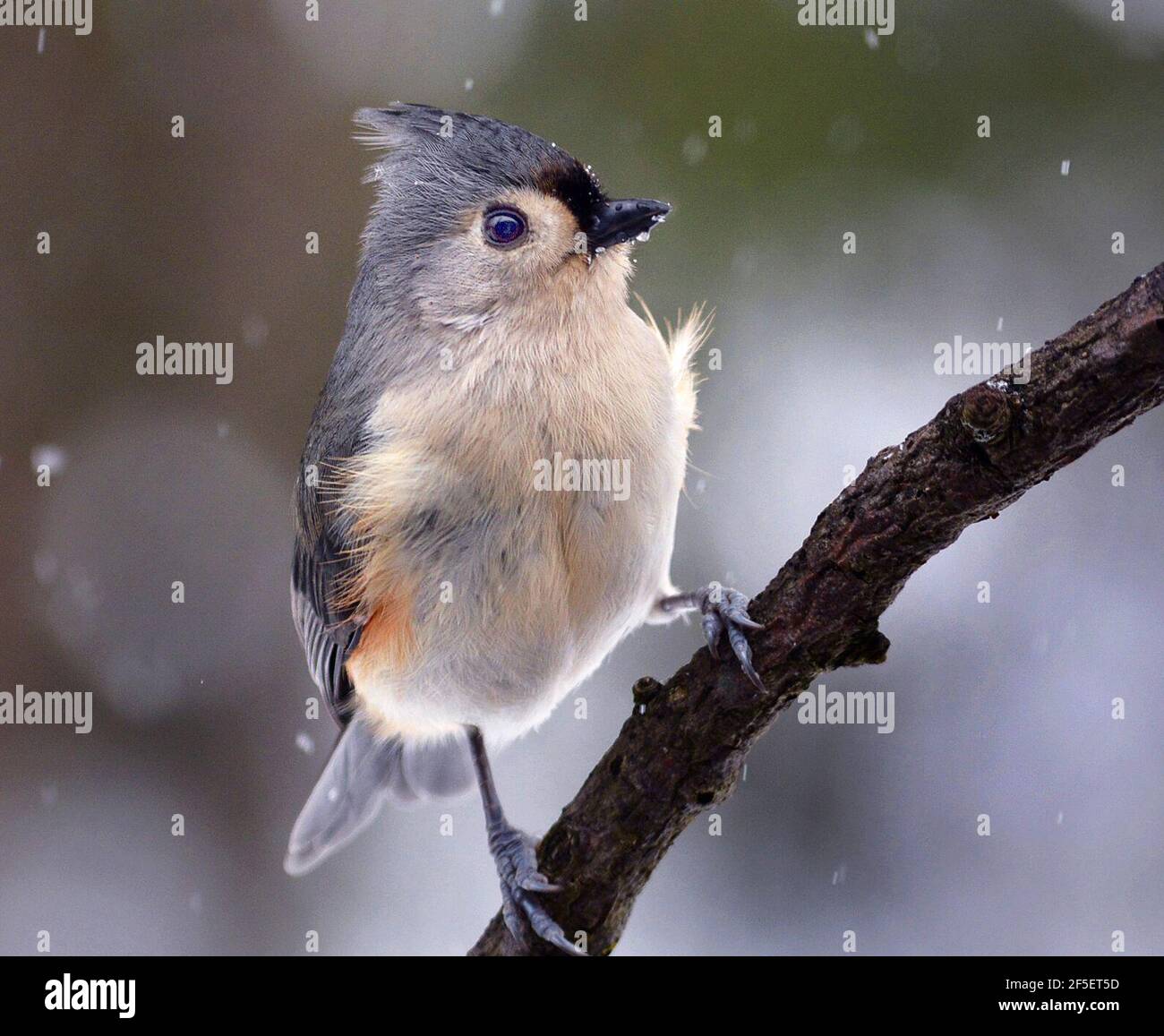 The tufted titmouse (Baeolophus bicolor) is a small songbird from North ...