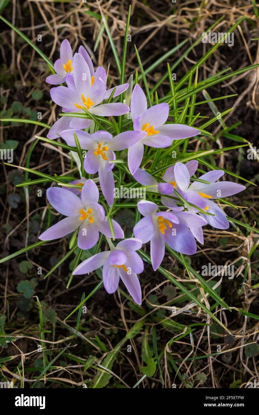 Weekend spring holiday flower hi-res stock photography and images - Alamy