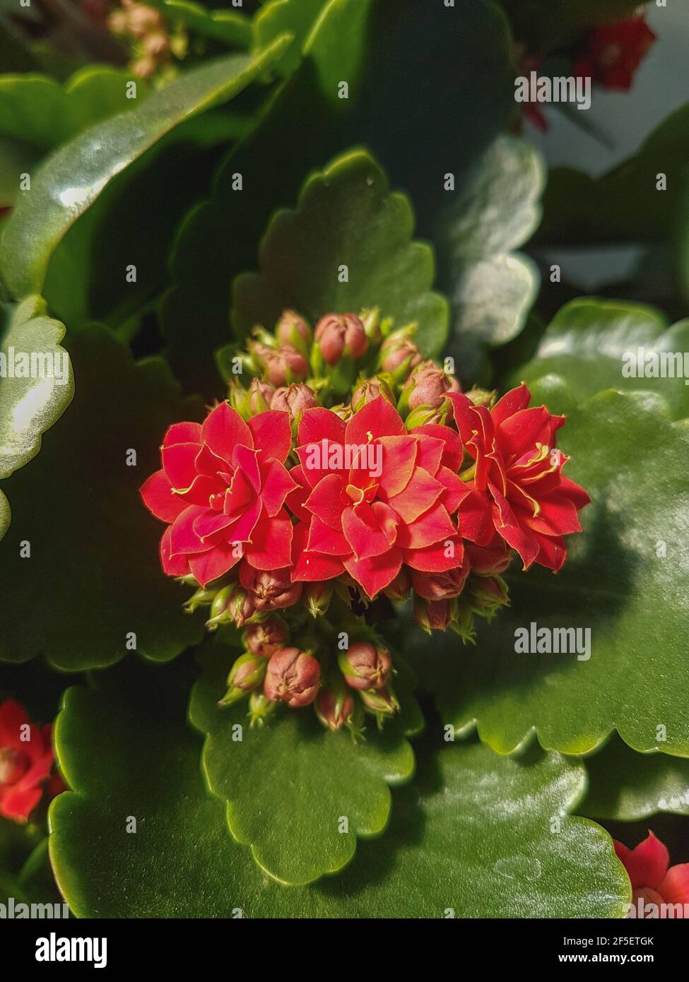 Beautiful Kalanchoe flower in the greenhouse close-up Nature background ...