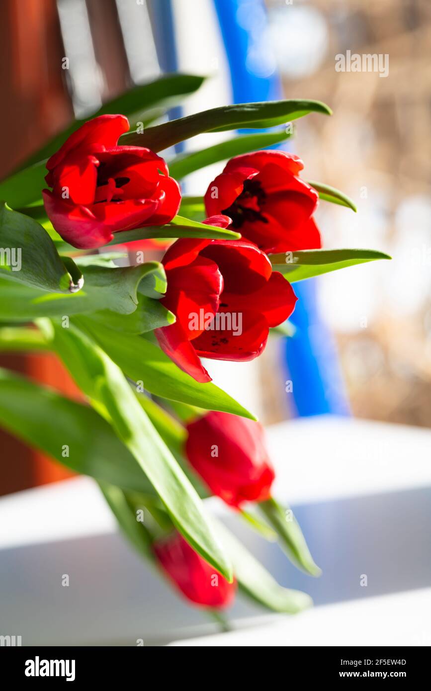 Beautiful spring tulips flowers Stock Photo - Alamy