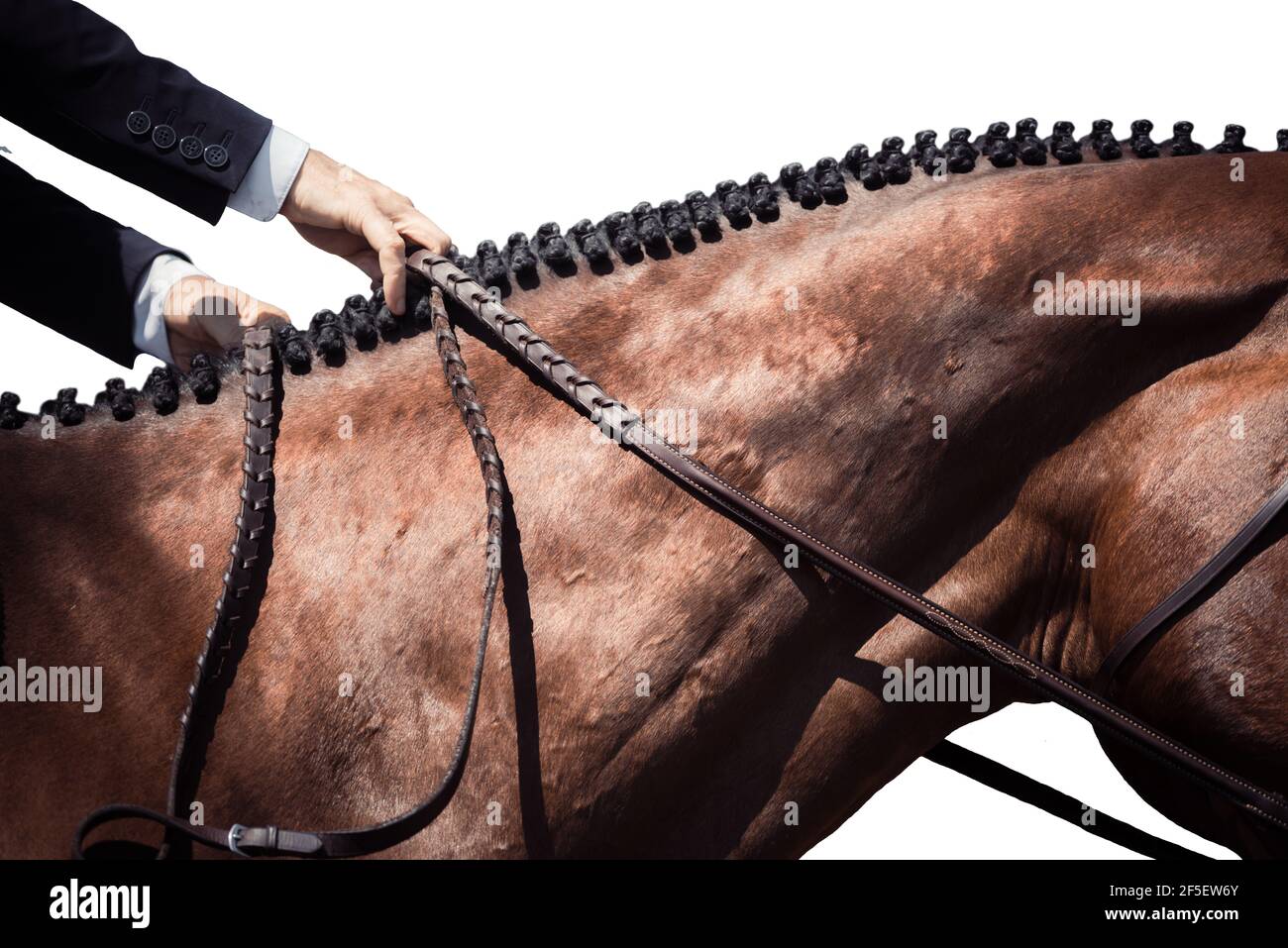 Golden Reins High Resolution Stock Photography and Images - Alamy