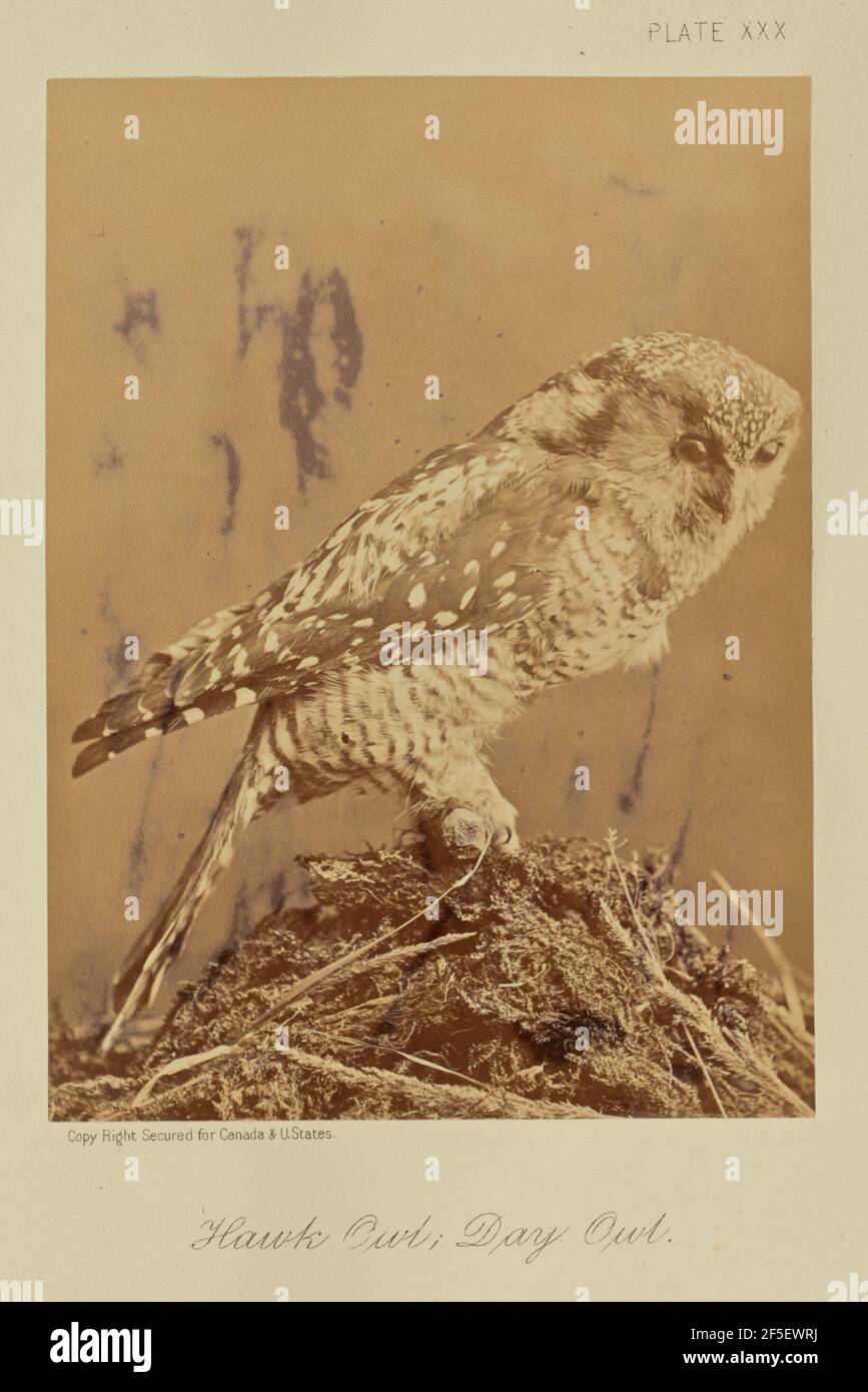 Hawk Owl; Day Owl. William Notman (Canadian, born Scotland, 1826 - 1891 ...