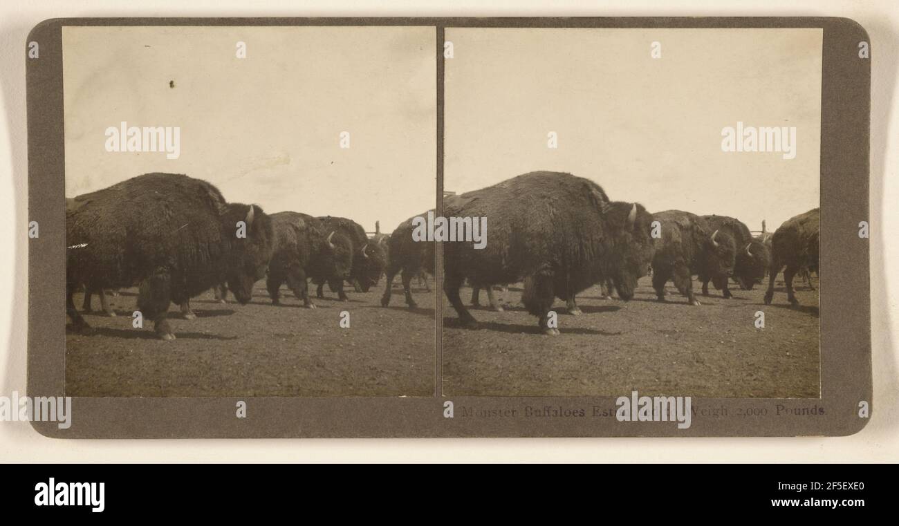 Monster Buffaloes Estimated to Weigh 2,000 Pounds.. Norman A. Forsyth ...