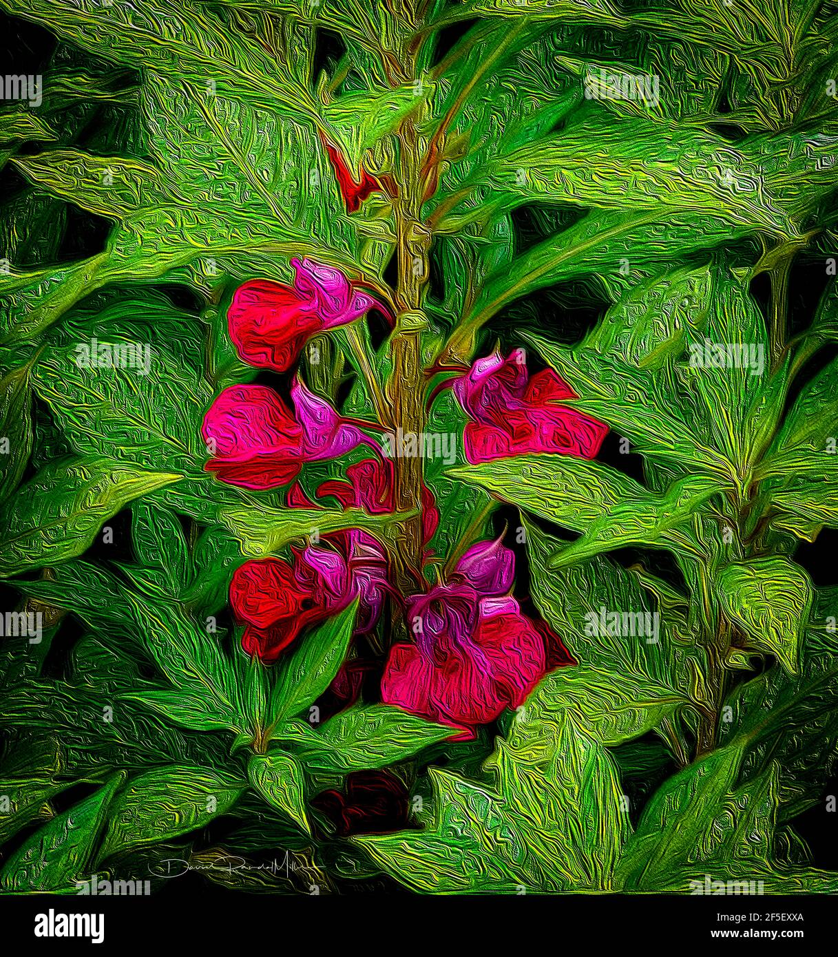 This is a study of red balsam growing in a tropical garden. It measures ...