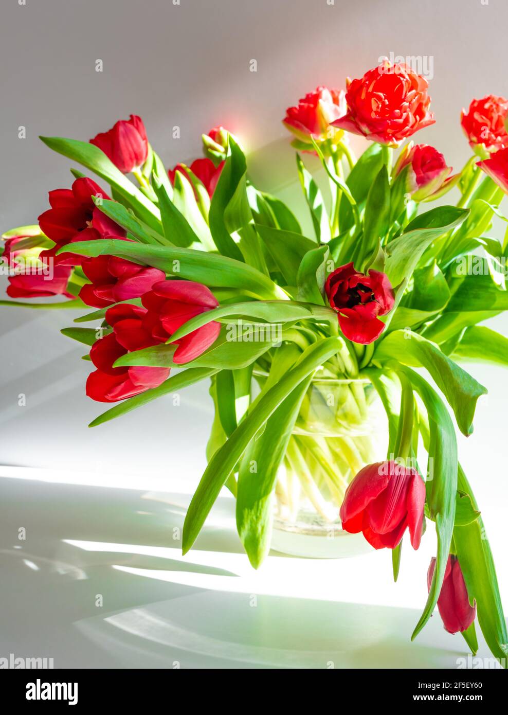 Beautiful spring tulips flowers Stock Photo - Alamy