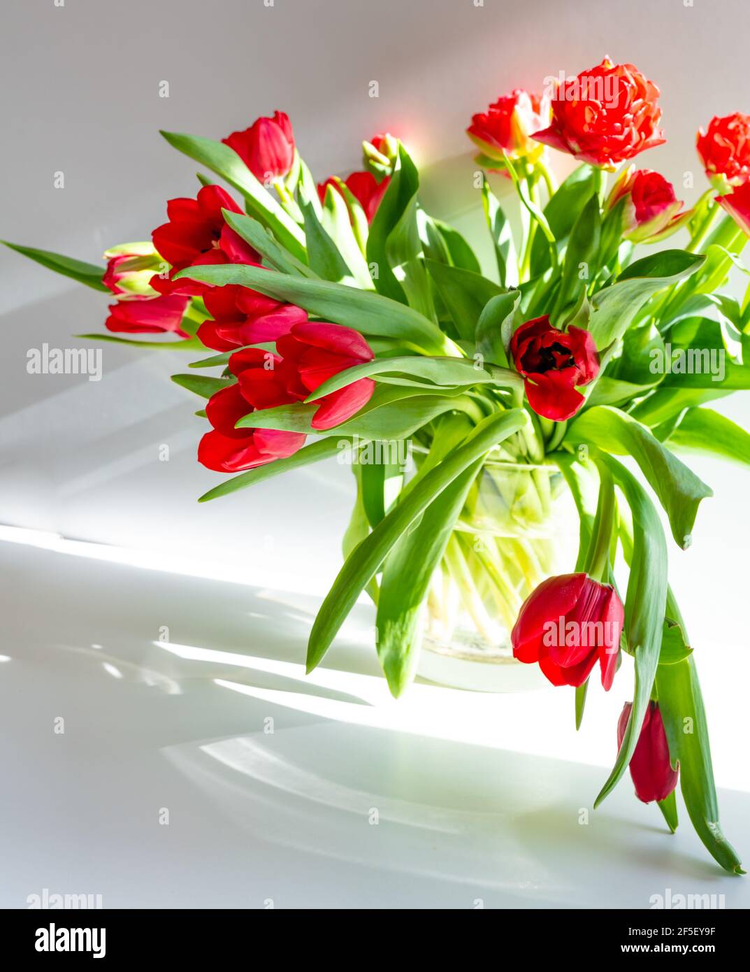 Beautiful spring tulips flowers Stock Photo - Alamy