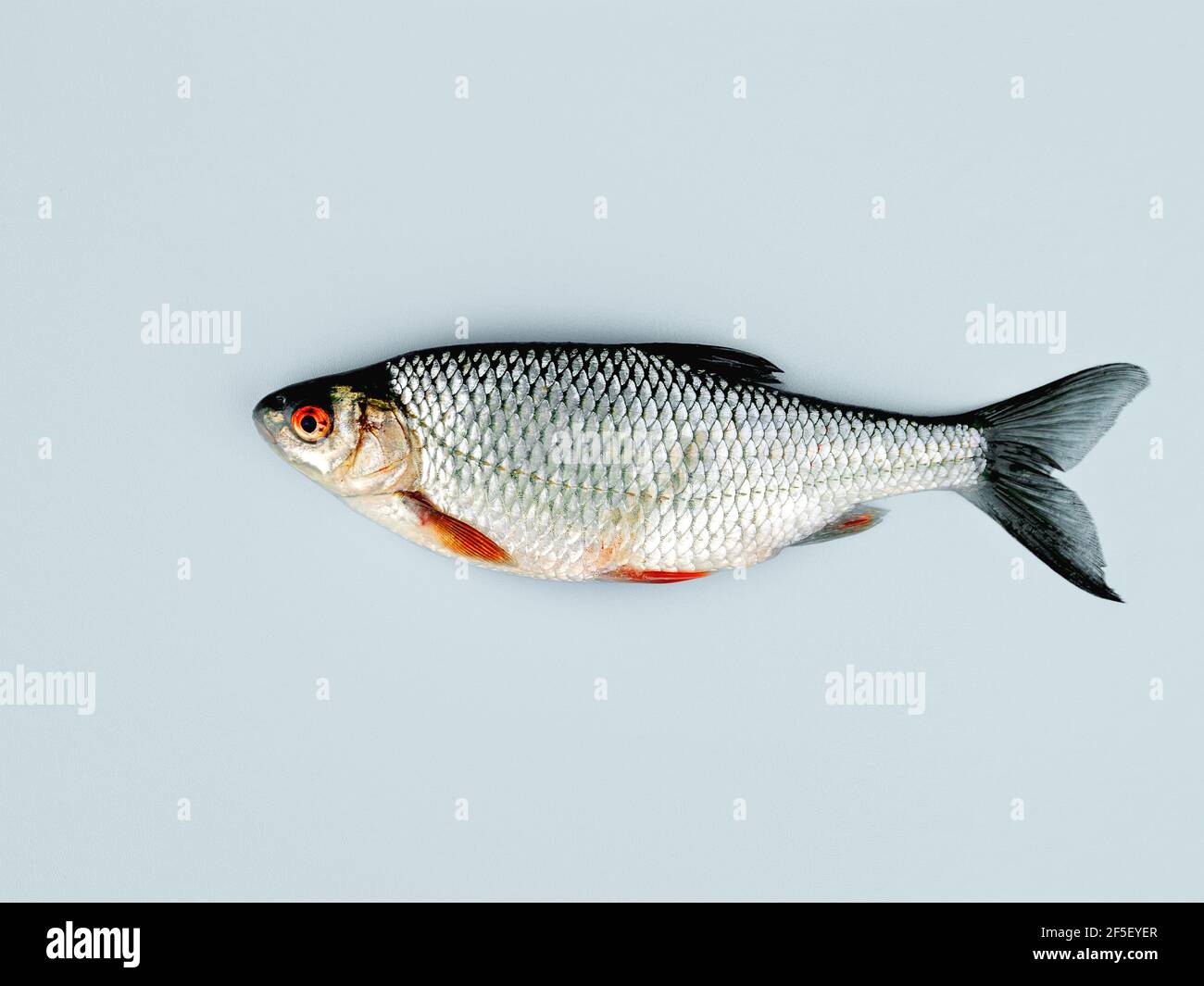 Fish red eyes hi-res stock photography and images - Alamy