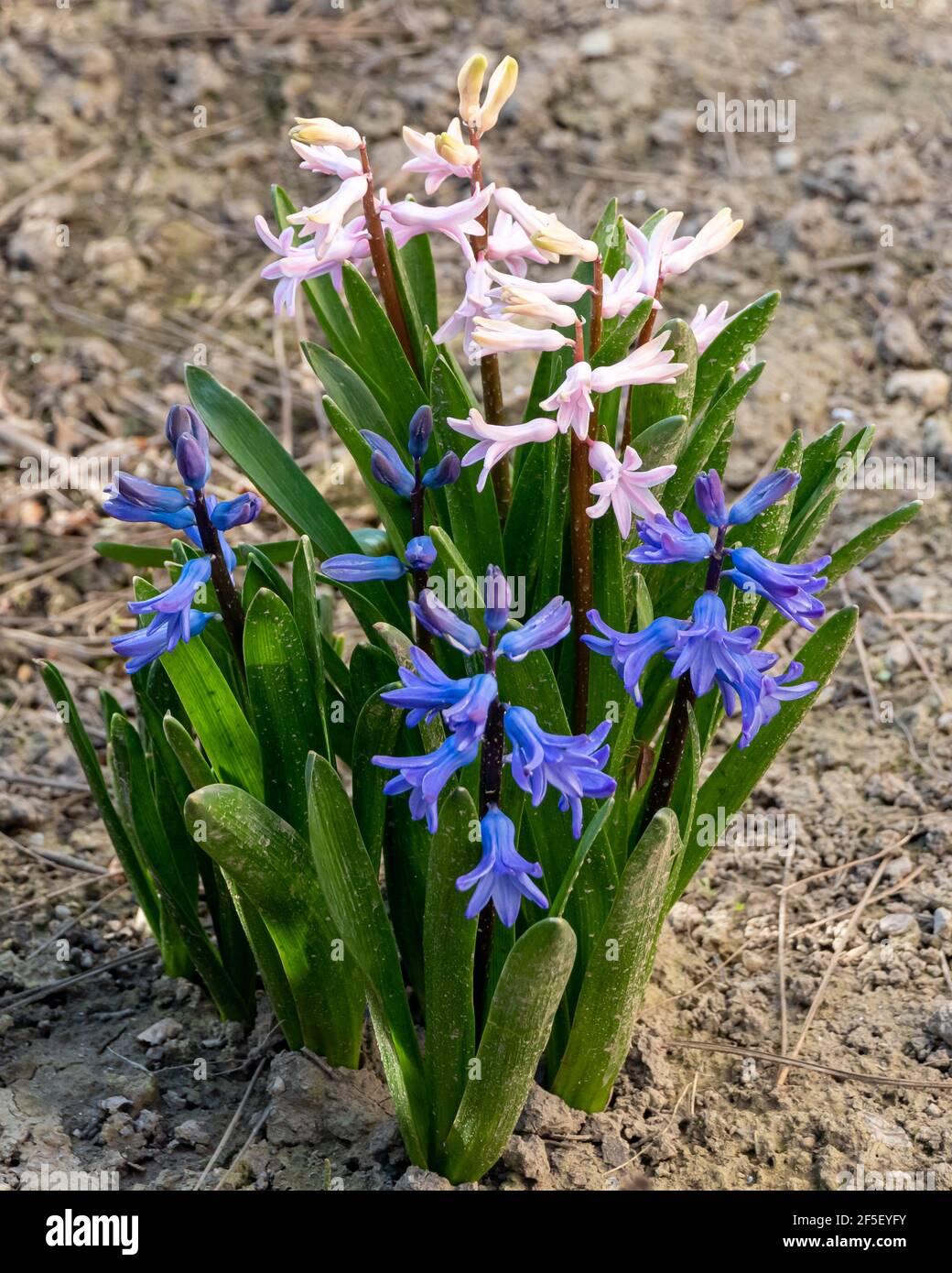 Dutch hyacinth in garden. It is also known as the common hyacinth ...