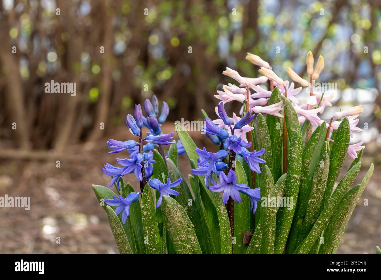 Dutch hyacinth in garden. It is also known as the common hyacinth ...