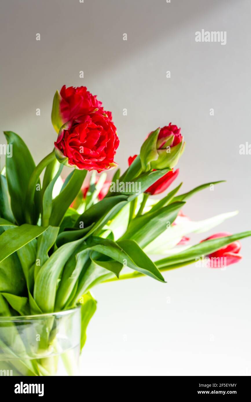 Beautiful spring tulips flowers Stock Photo - Alamy