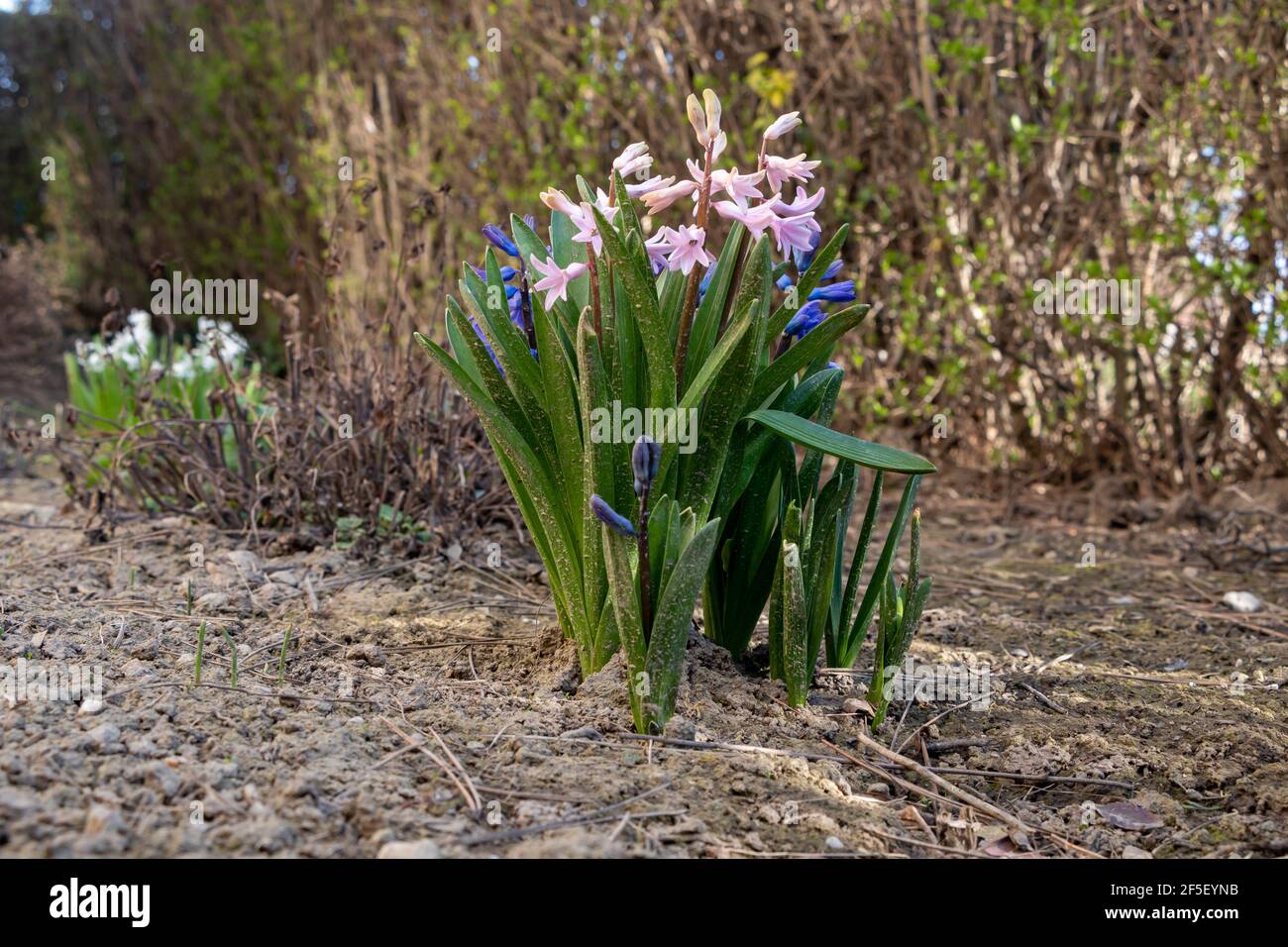 Dutch hyacinth in garden. It is also known as the common hyacinth ...