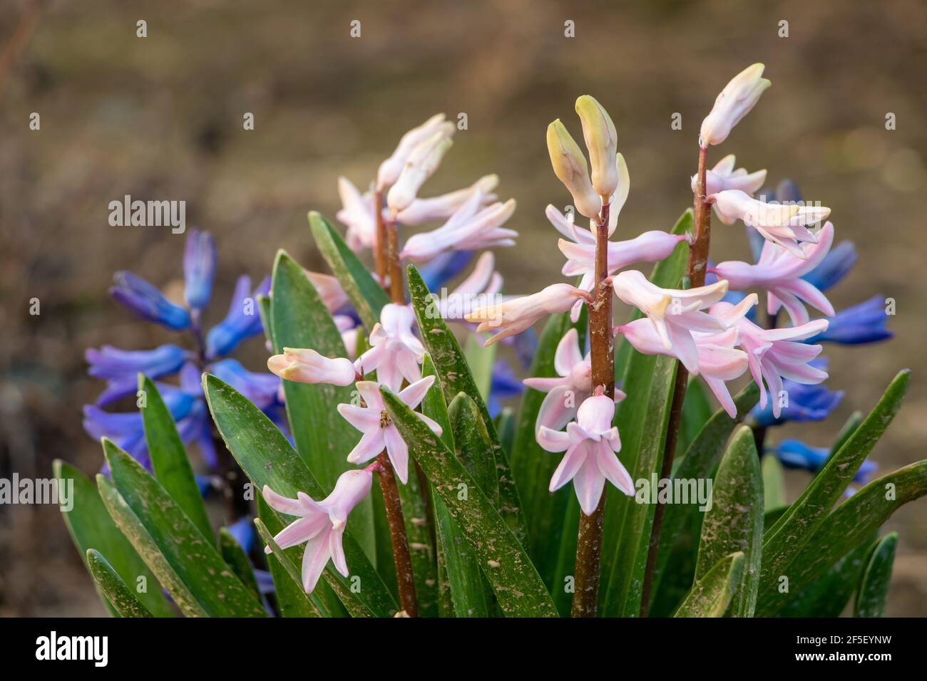 Dutch hyacinth in garden. It is also known as the common hyacinth ...