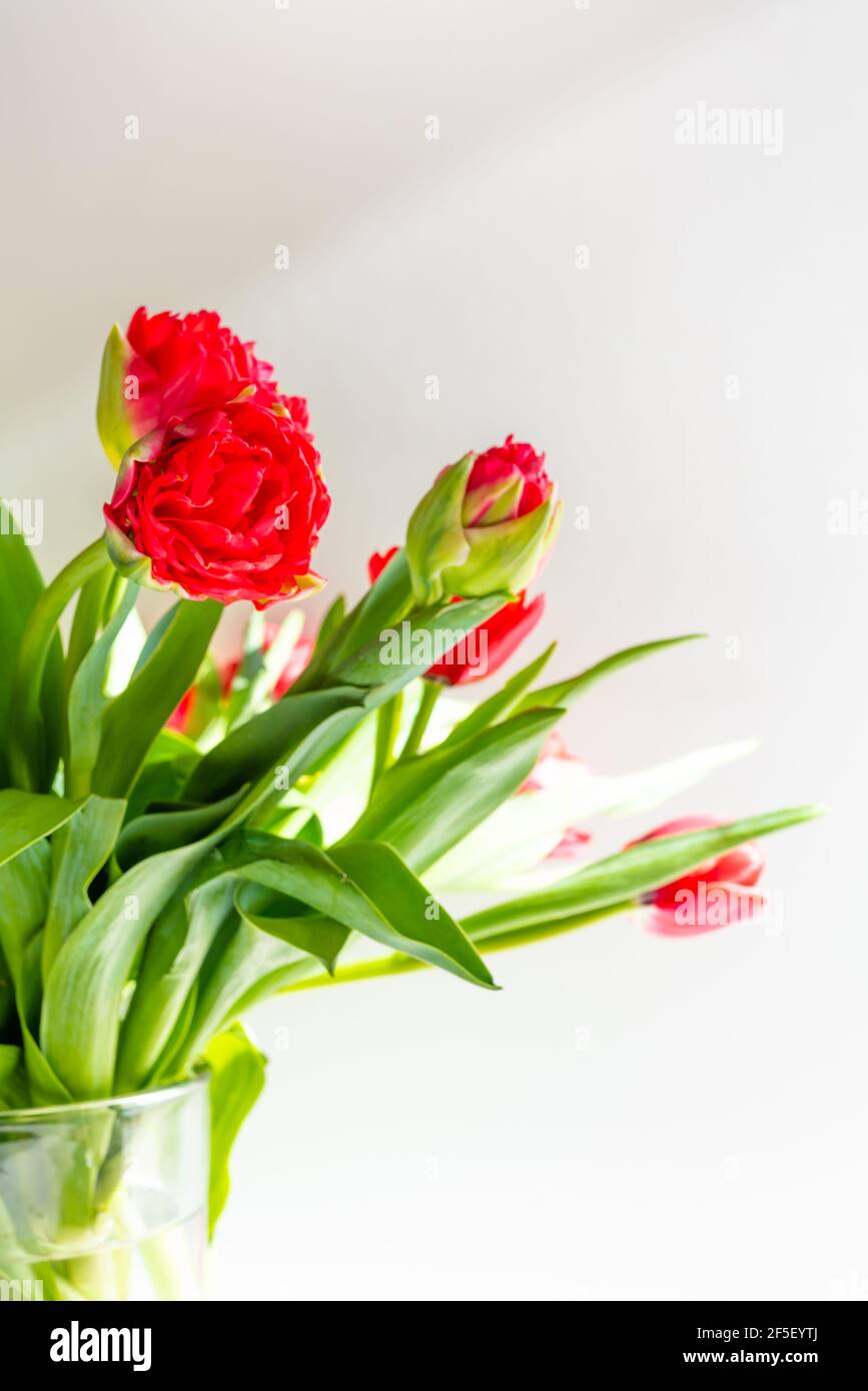 Beautiful spring tulips flowers Stock Photo - Alamy