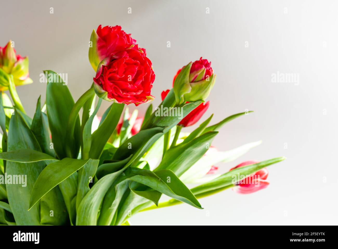 Beautiful spring tulips flowers Stock Photo - Alamy