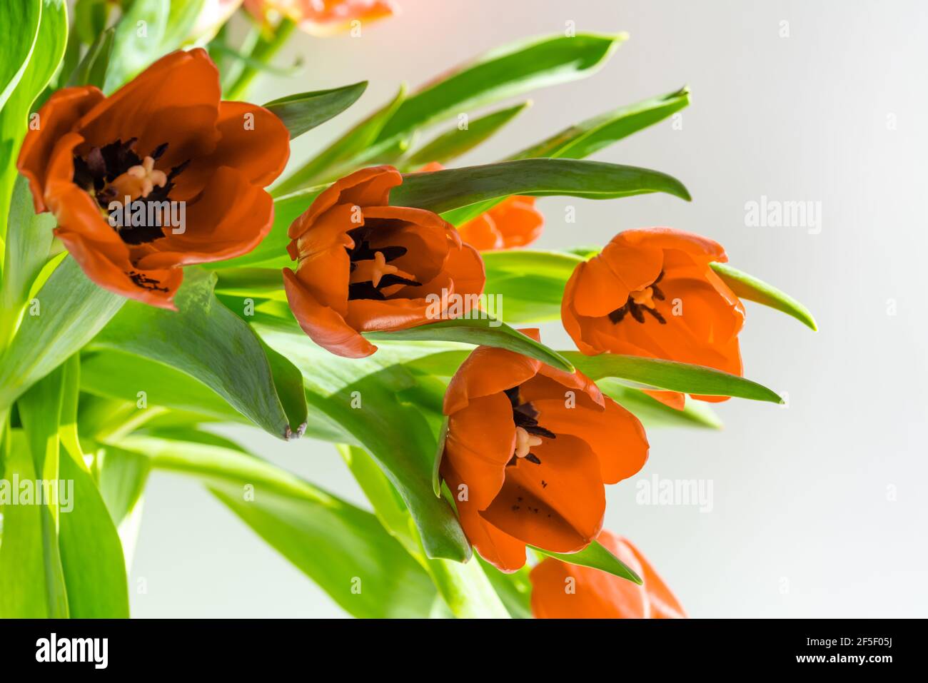 Beautiful spring tulips flowers Stock Photo - Alamy