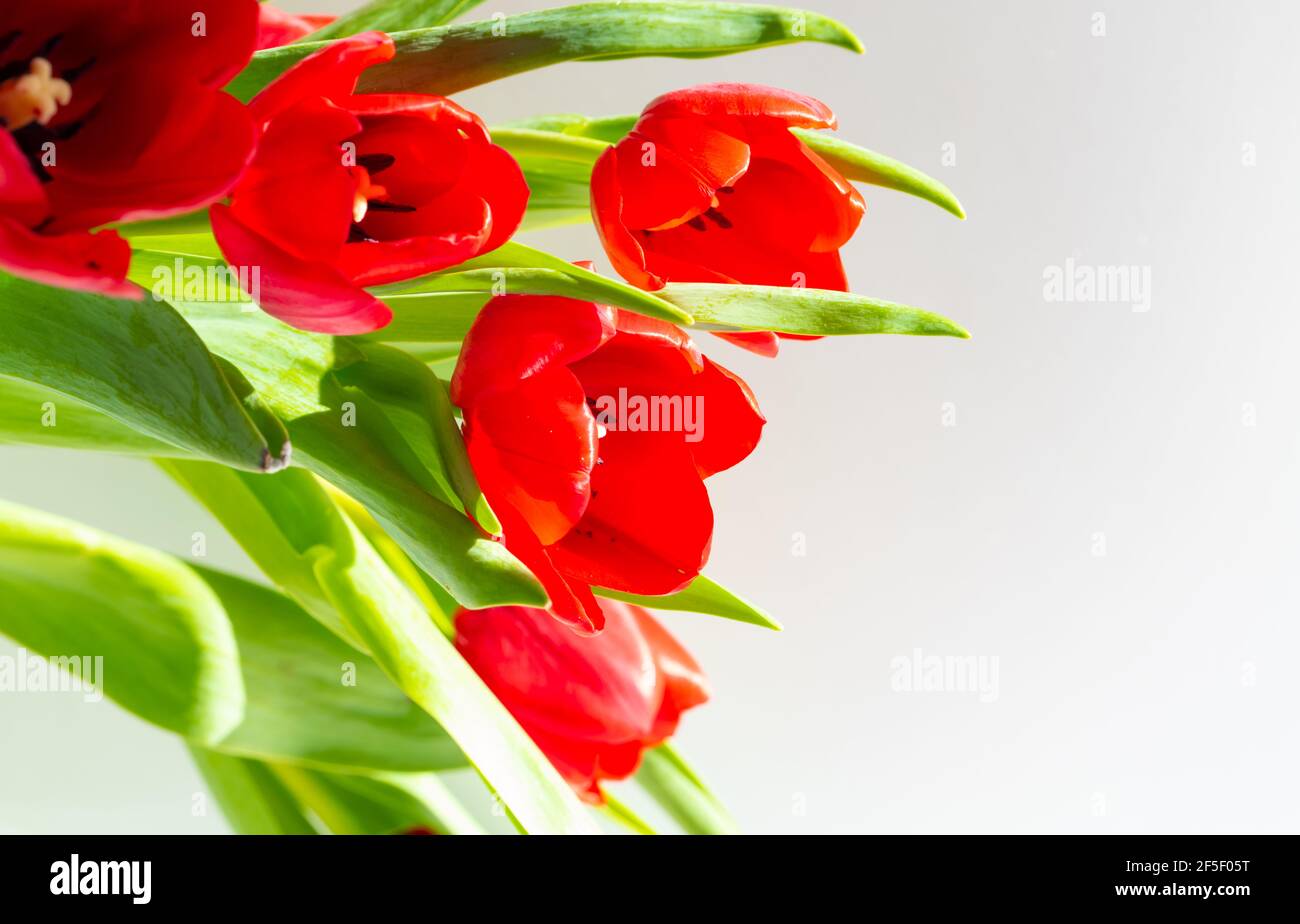Beautiful spring tulips flowers Stock Photo - Alamy