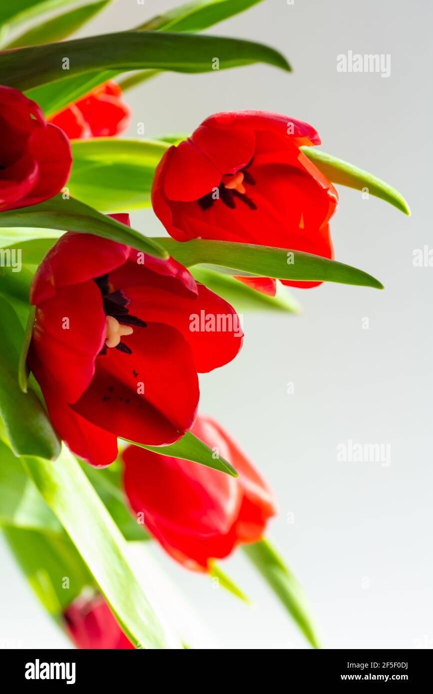 Beautiful spring tulips flowers Stock Photo - Alamy