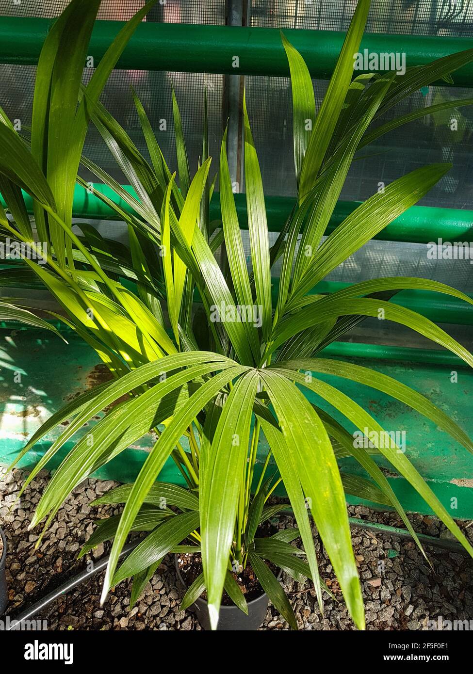 Beautiful Chamaedorea palm in the greenhouse close-up Nature background ...