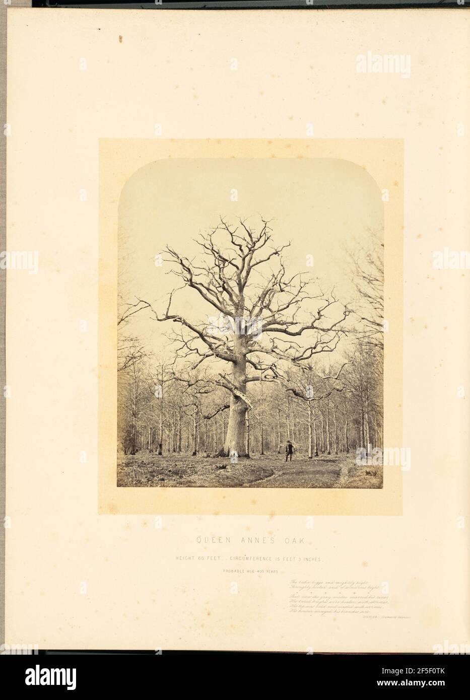 Queen Anne's Oak Stock Photo - Alamy