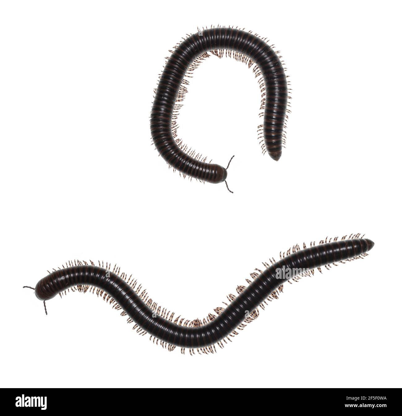 Ghana speckled leg millipede hi-res stock photography and images - Alamy