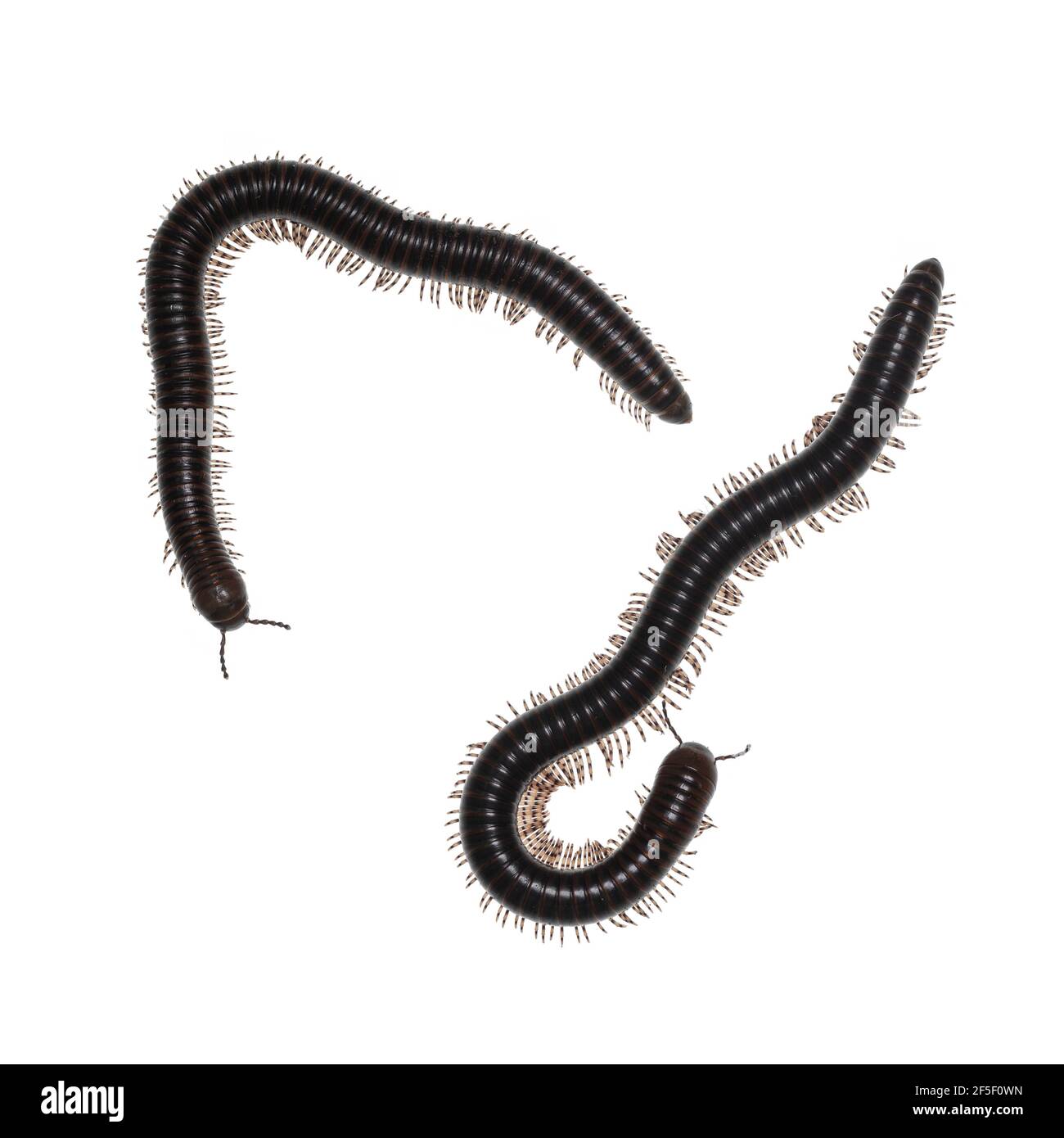 Adult male and female Ghana Speckled Leg Millipede aka Telodeinopus ...