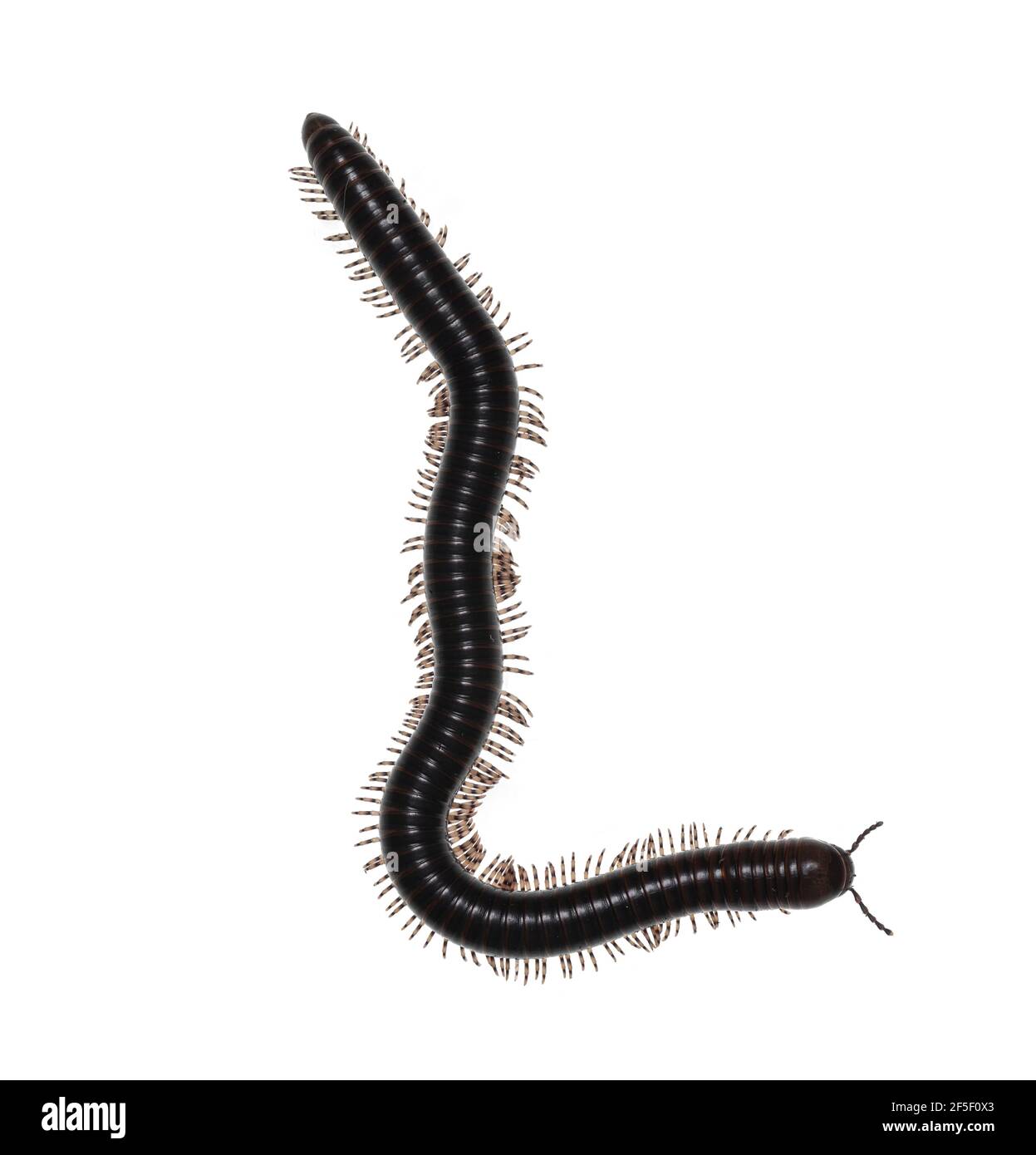 Adult female Ghana Speckled Leg Millipede aka Telodeinopus aoutii. Top ...