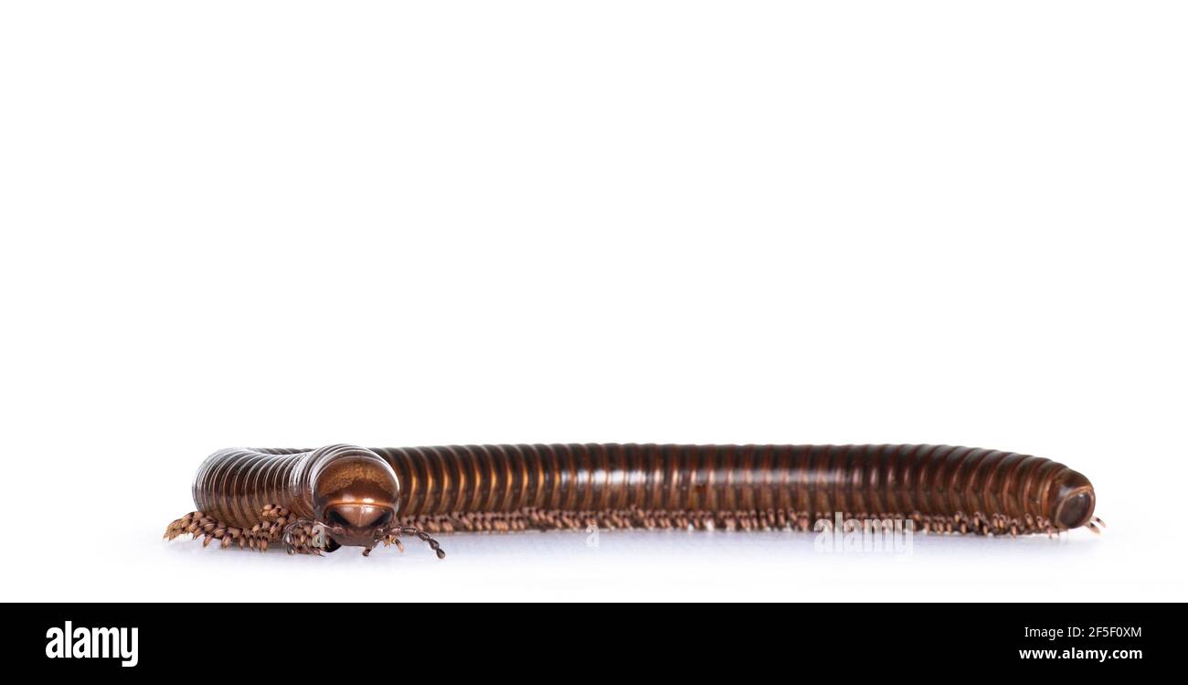 Eye level view of Ghana Speckled Leg Millipede aka Telodeinopus aoutii ...