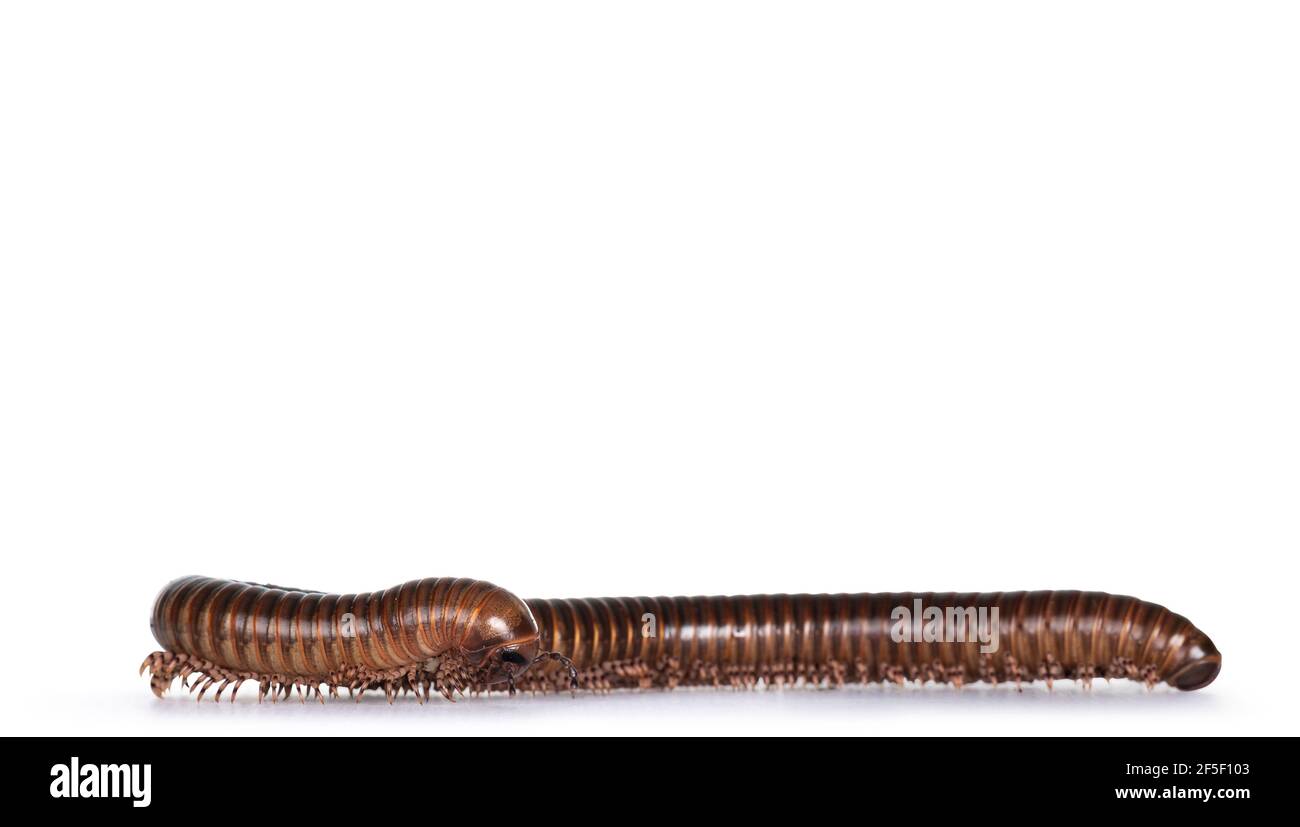 Eye level view of Ghana Speckled Leg Millipede aka Telodeinopus aoutii ...