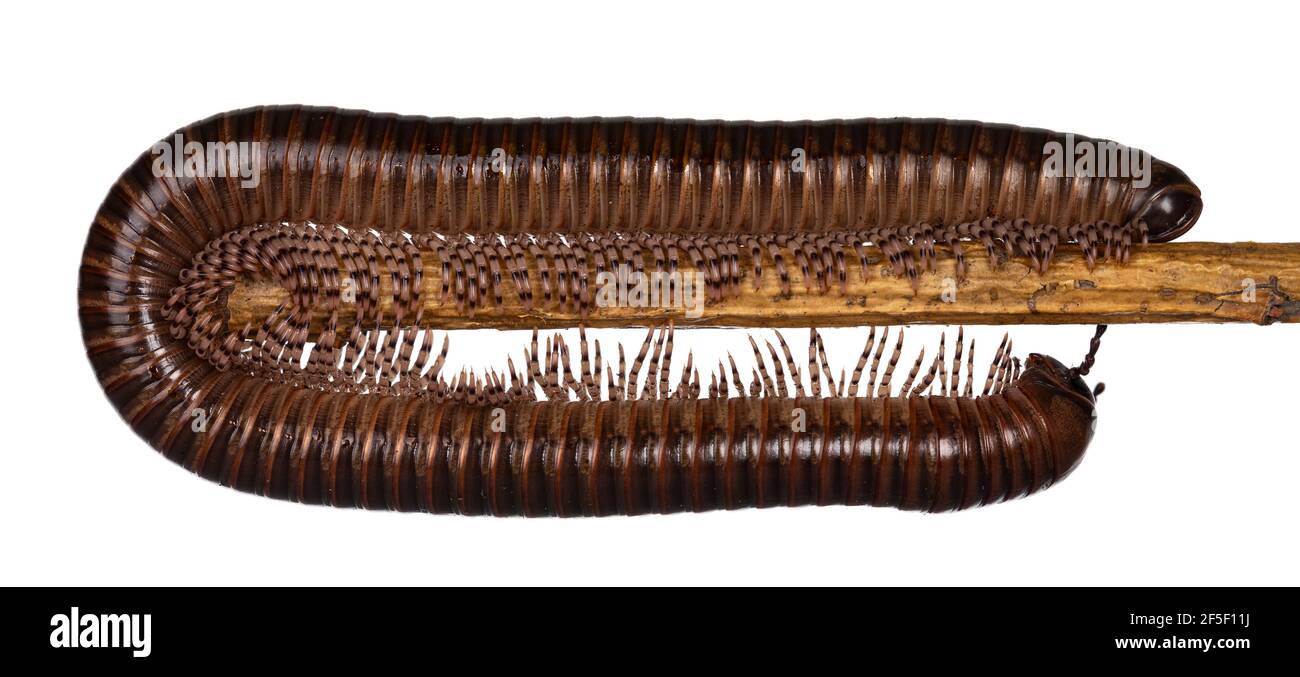 Side view of Ghana Speckled Leg Millipede aka Telodeinopus aoutii ...
