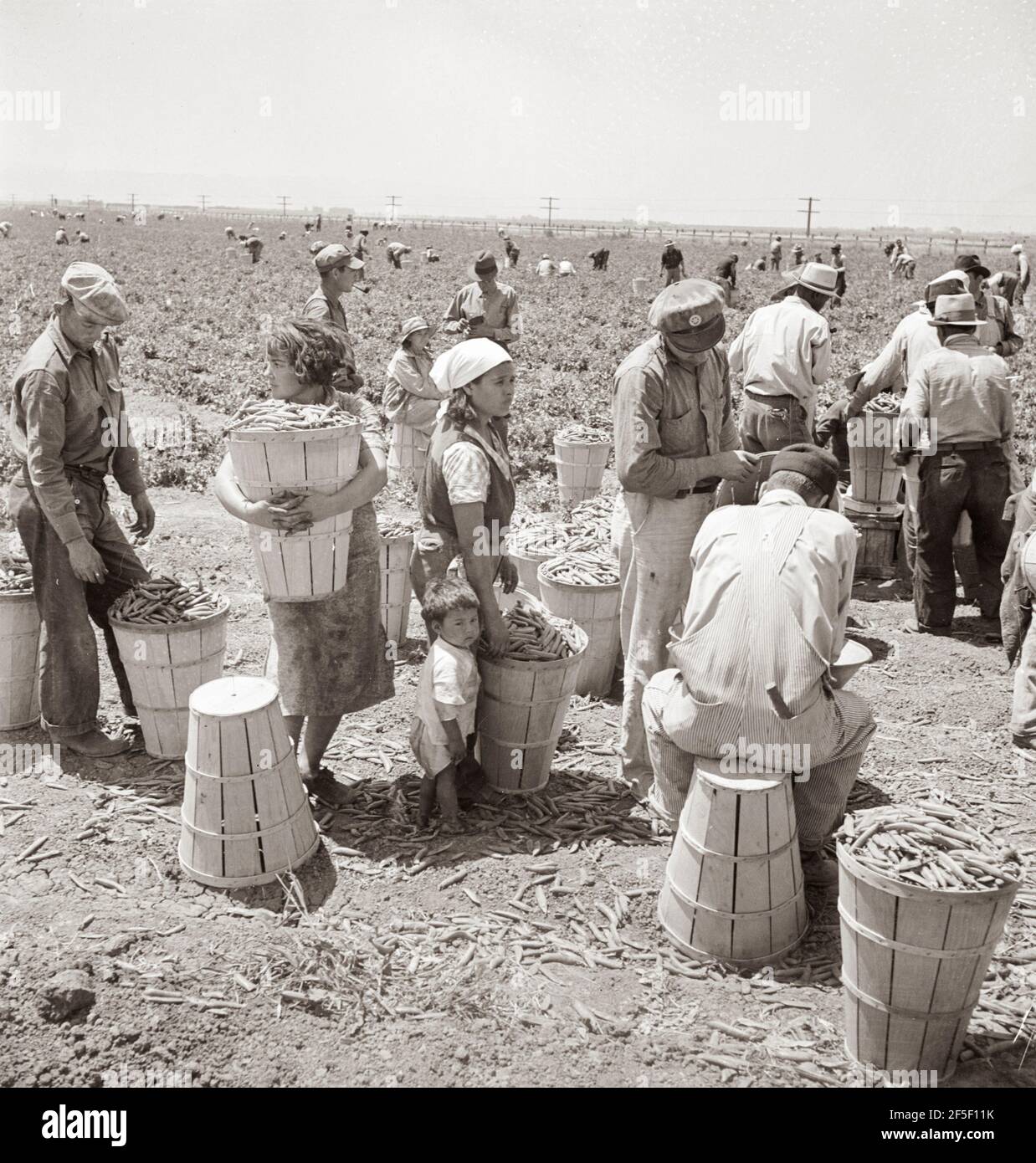 Pea pickers hi-res stock photography and images - Alamy