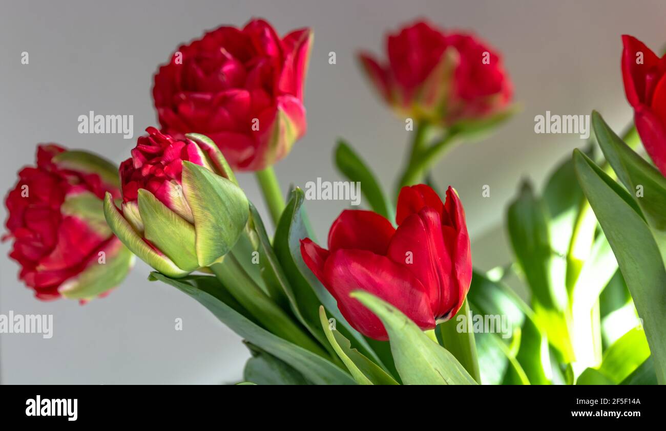 Beautiful spring tulips flowers Stock Photo - Alamy