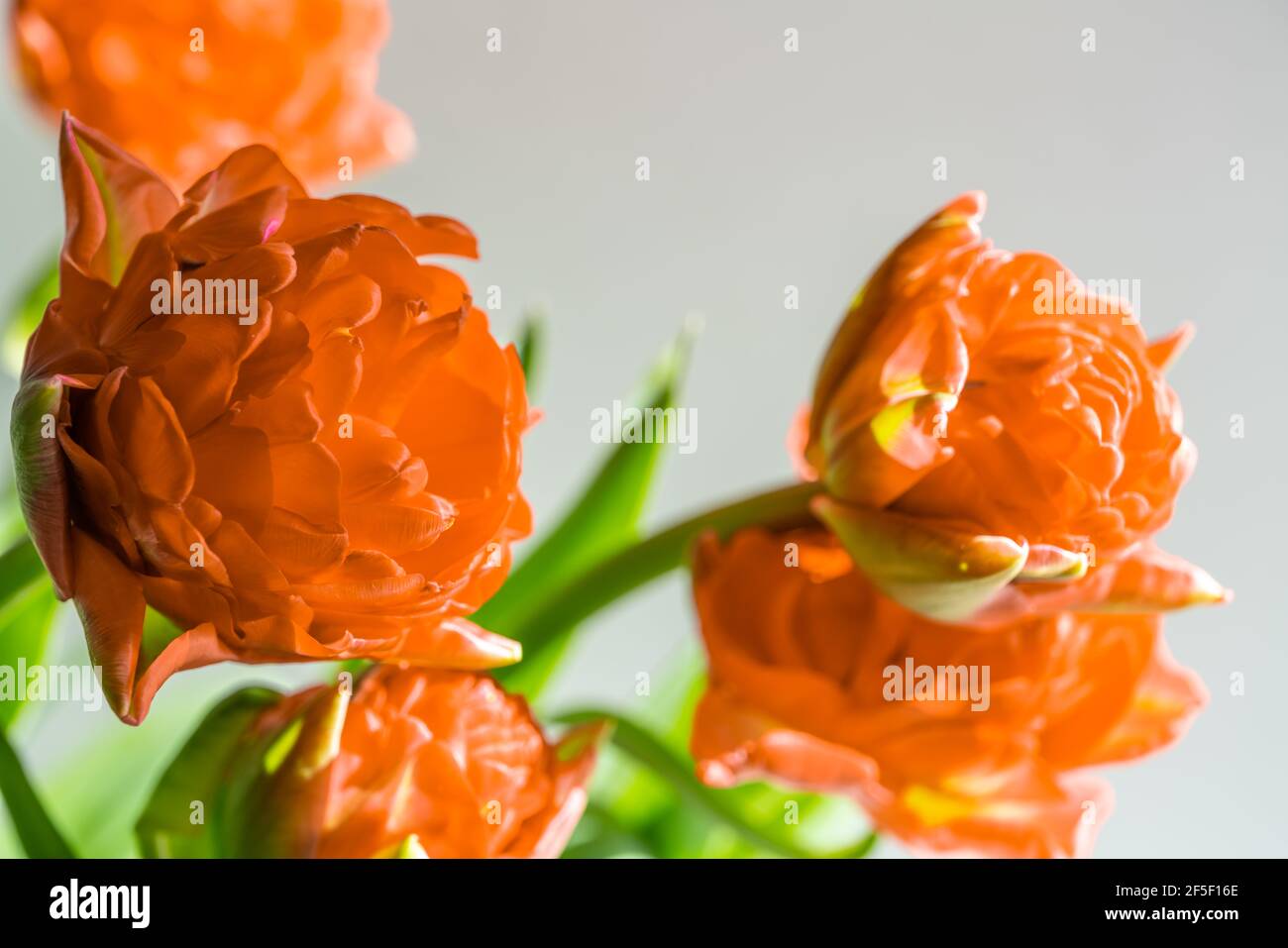 Beautiful spring tulips flowers Stock Photo - Alamy