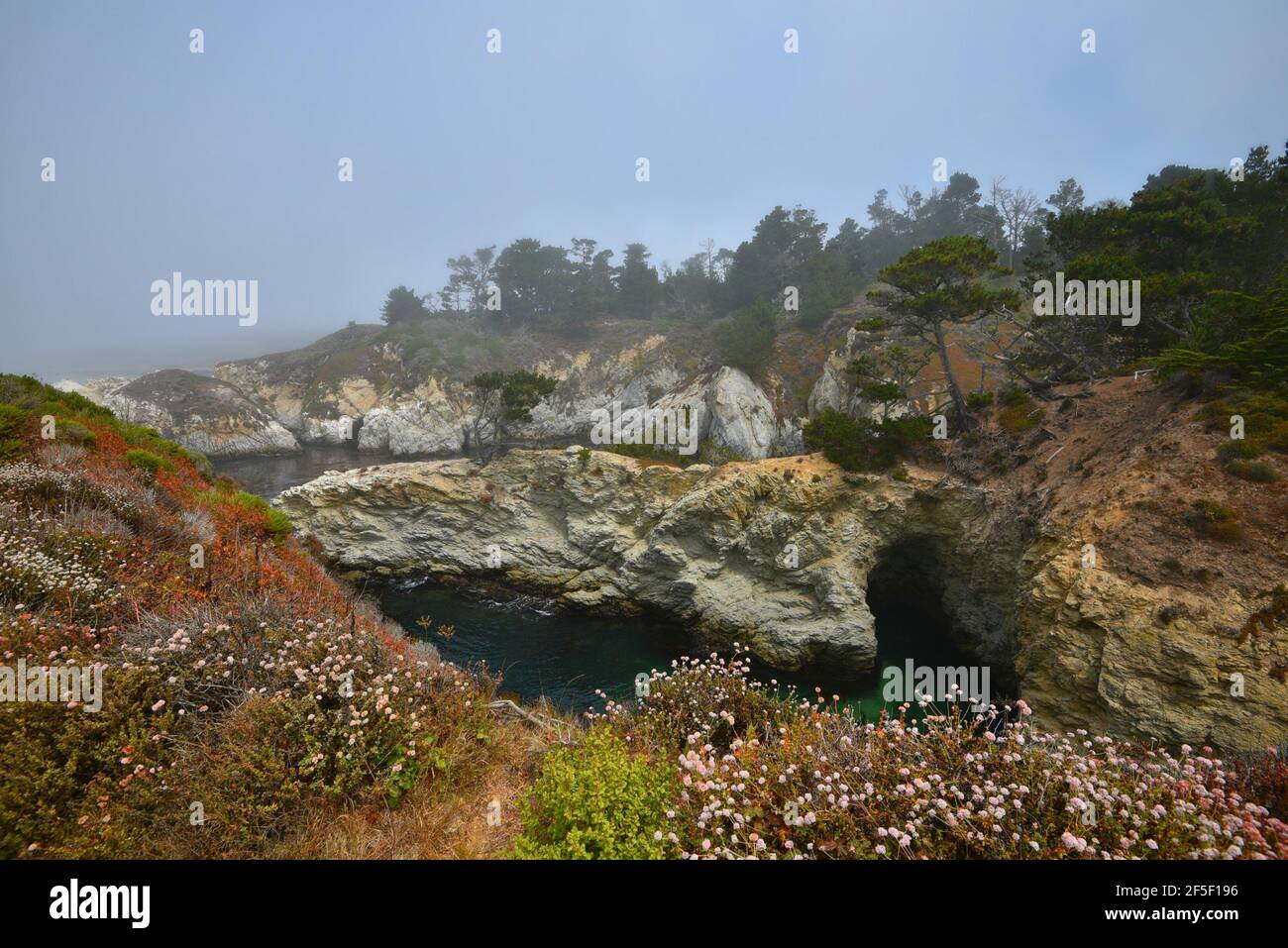 Point lobos wildflowers hi-res stock photography and images - Alamy